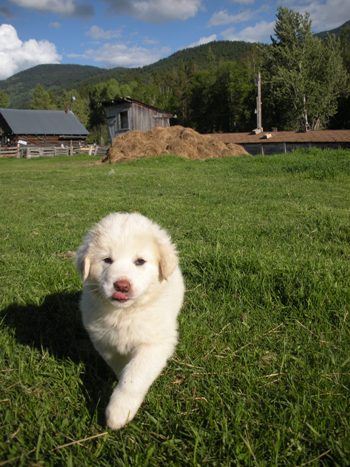 Akbash Maremma Cross Pups for Sale - Aveley Heritage Sheep Ranch