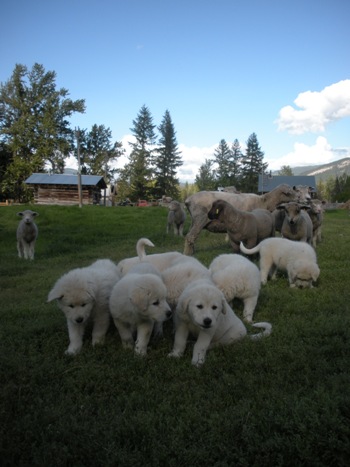 Akbash Maremma Cross Pups for Sale - Aveley Heritage Sheep Ranch