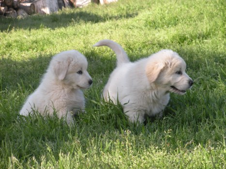 Akbash Maremma Cross Pups for Sale - Aveley Heritage Sheep Ranch