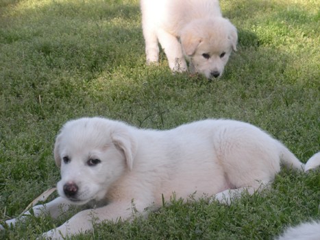 Akbash Maremma Cross Pups for Sale - Aveley Heritage Sheep Ranch
