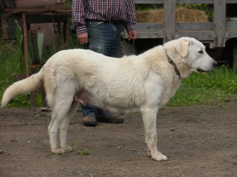Akbash Maremma Cross Pups for Sale - Aveley Heritage Sheep Ranch